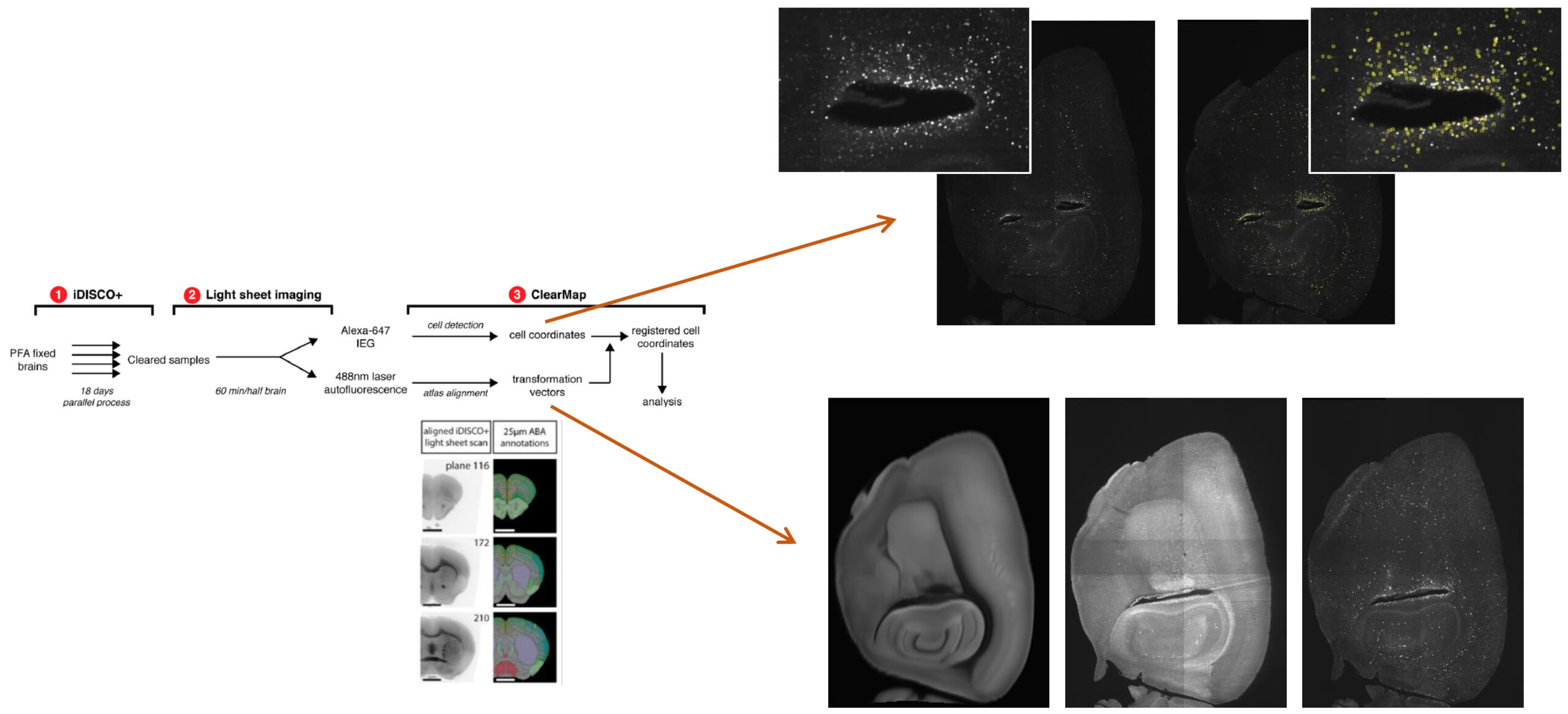 Analyze large-scale light-sheet microscopy images of the brain - Euro ...
