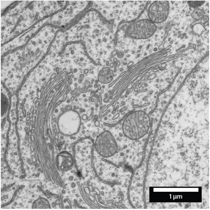 Tech Exchange with Delong Instruments - Euro-BioImaging